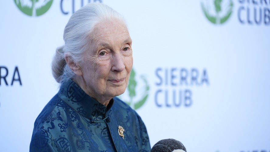 Defensora 'incansável' da natureza e dos chimpanzés, Jane Goodall morre ...