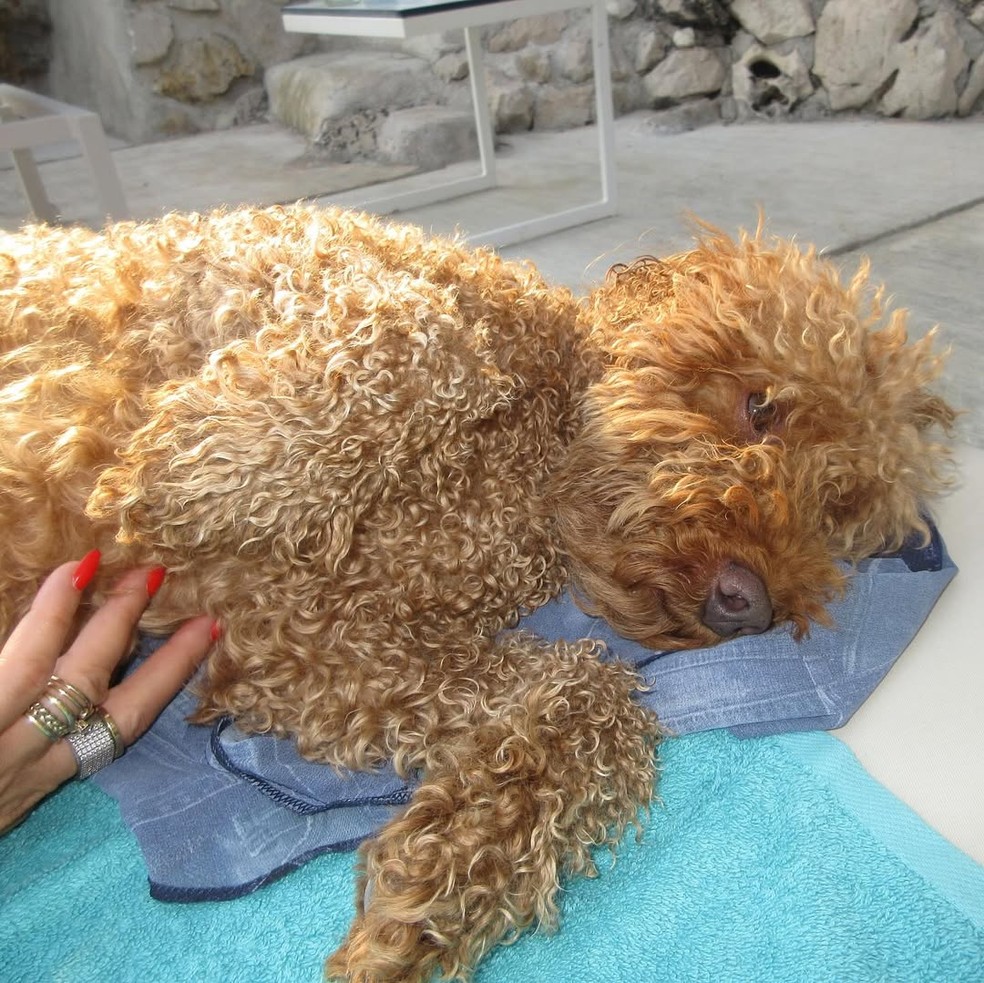 De biquíni, Dua Lipa abre álbum de férias de verão com o noivo ...