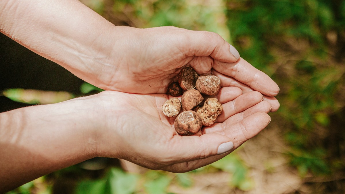 Trufas: a história dessa iguaria gastronômica que só é encontrada por ...