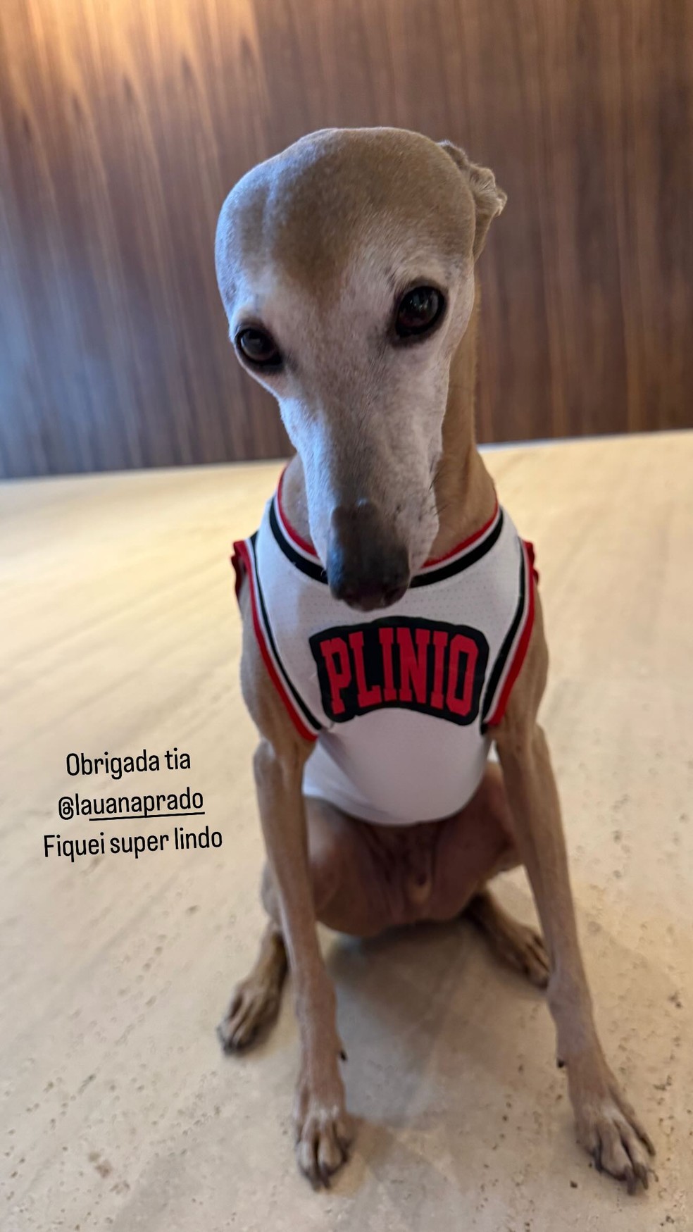 Anitta mostra presente que Lauana Prado, a 'sertaneja das supercoxas' deu para o seu cachorro ...