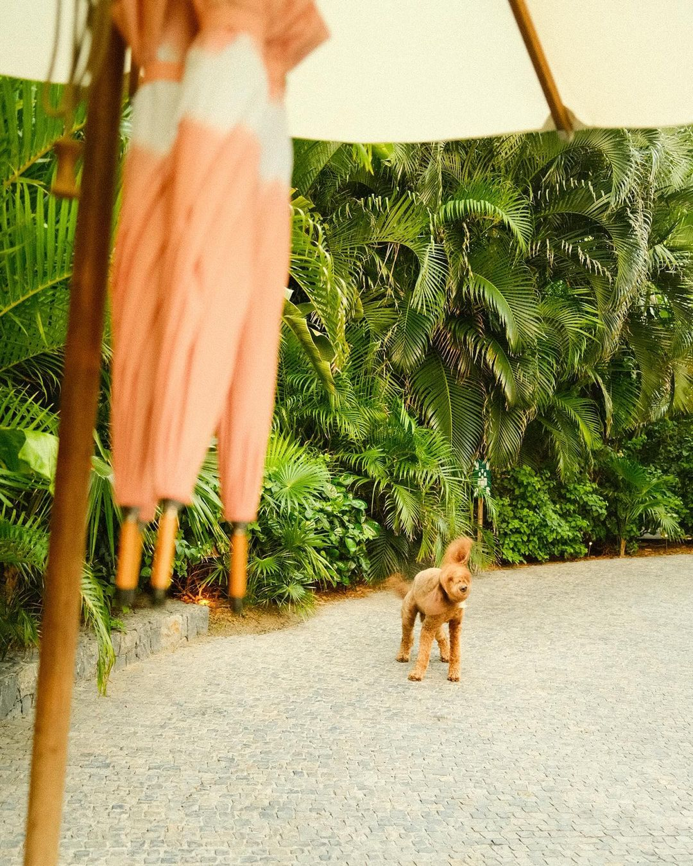 Isabelle Drummond posa de biquíni com sandália de R$ 12 mil em hotel ...