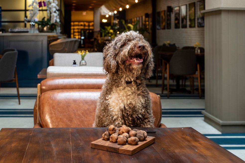 Trufas: a história dessa iguaria gastronômica que só é encontrada por ...