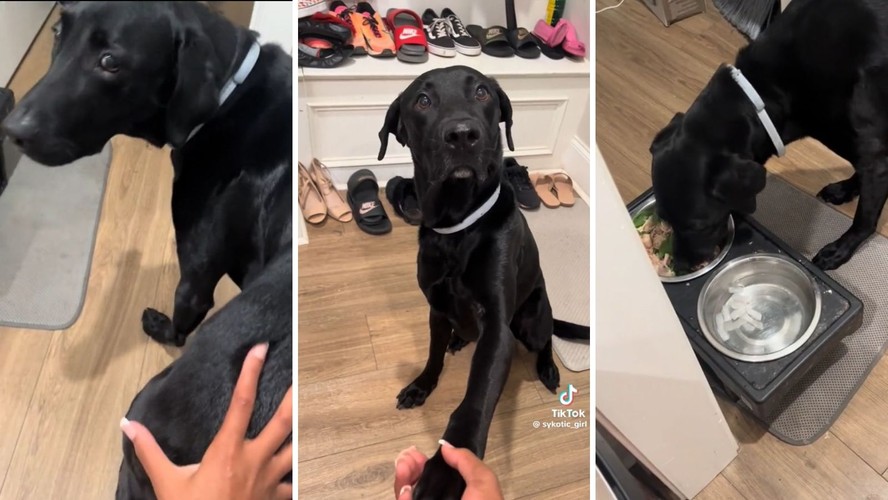 Tiktoker viraliza ao mostrar cachorro que só come depois de rezar; vídeo