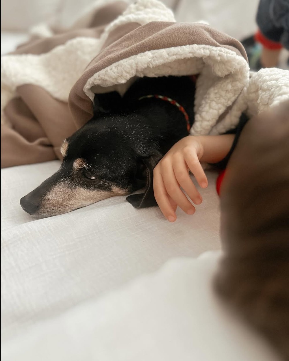 Mulher de Junior, Monica Benini lamenta morte de cachorrinha da família ...