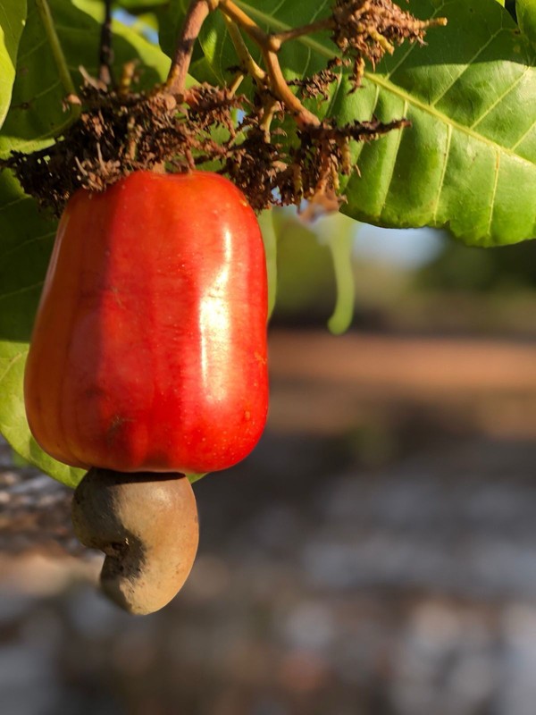 Caju: a história e a festa do fruto que tem mil e uma utilidades na cozinha