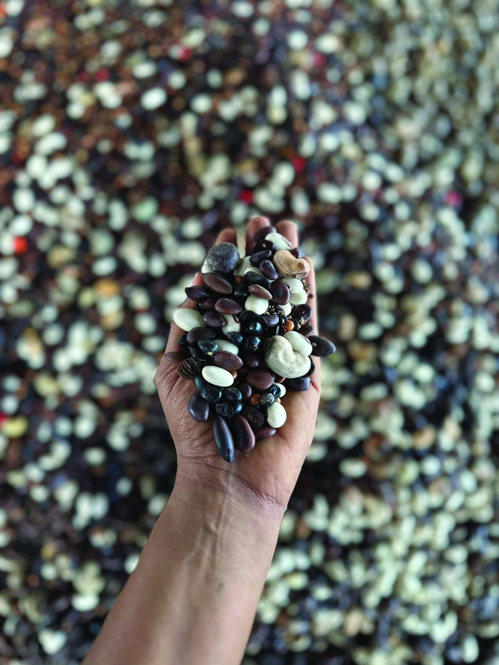 Semeando o amanhã: as mulheres índigenas Xavante que ajudam a ...