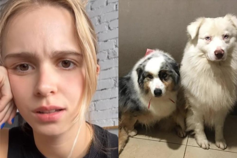 Isa Scherer desabafa sobre diagnóstico errado de cachorro: ‘Muita raiva’