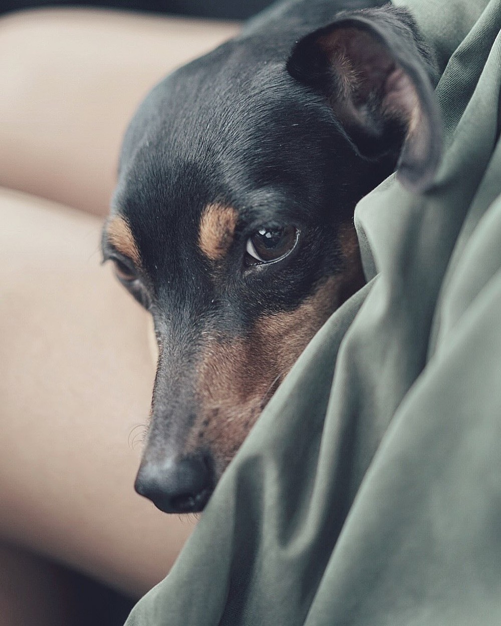Mulher de Junior, Monica Benini lamenta morte de cachorrinha da família ...